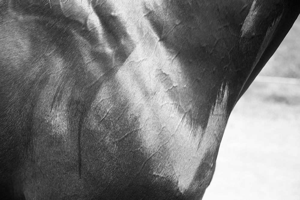 Honest Creatures | MONROWE Magazine