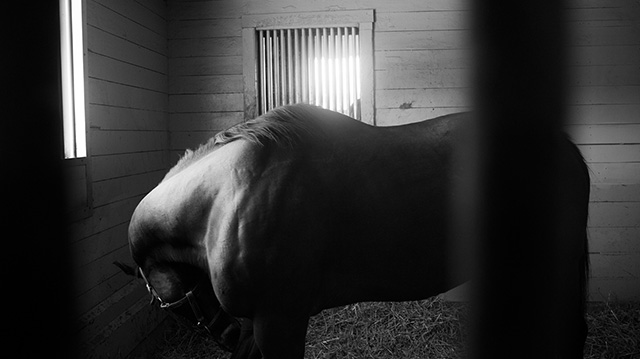 Honest Creatures | MONROWE Magazine